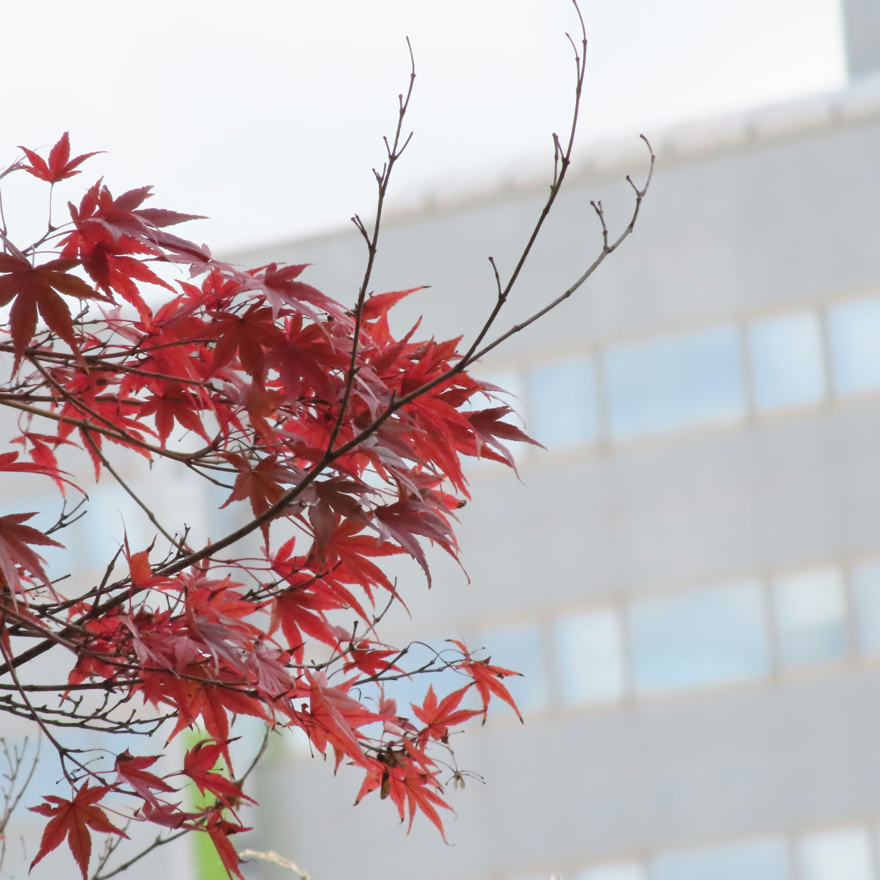 お散歩カメラ 2023-11-19 | text.Baldanders[.]info