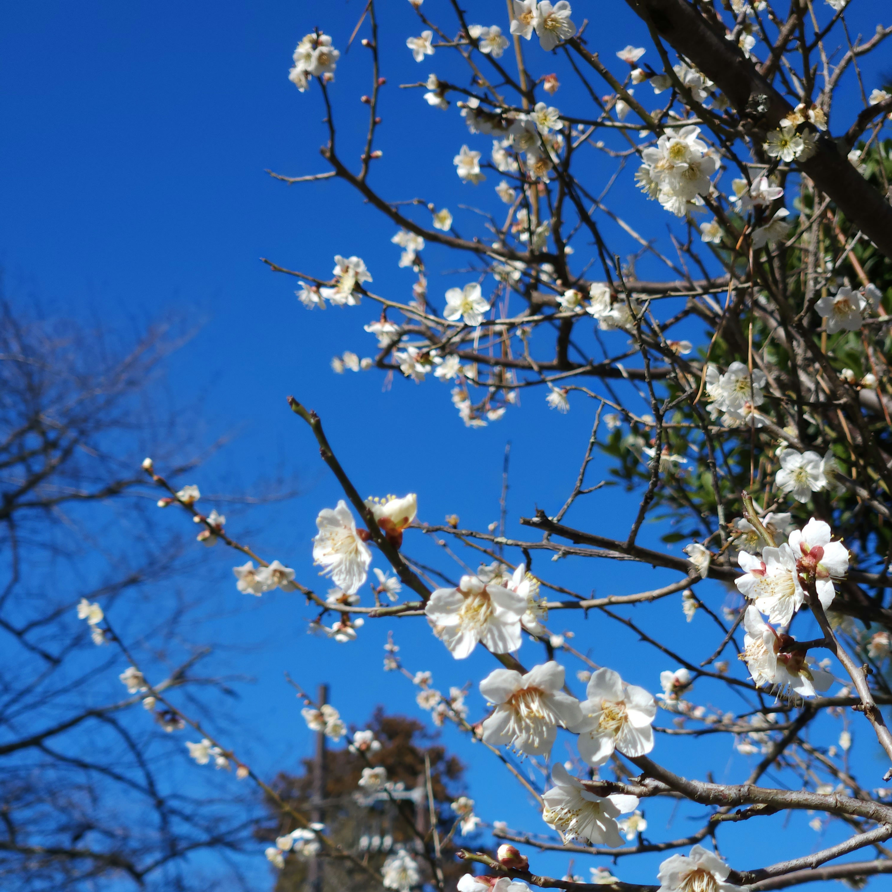 新版画展を観に行く（お散歩カメラ 2024-02-18） [text.Baldanders.info]