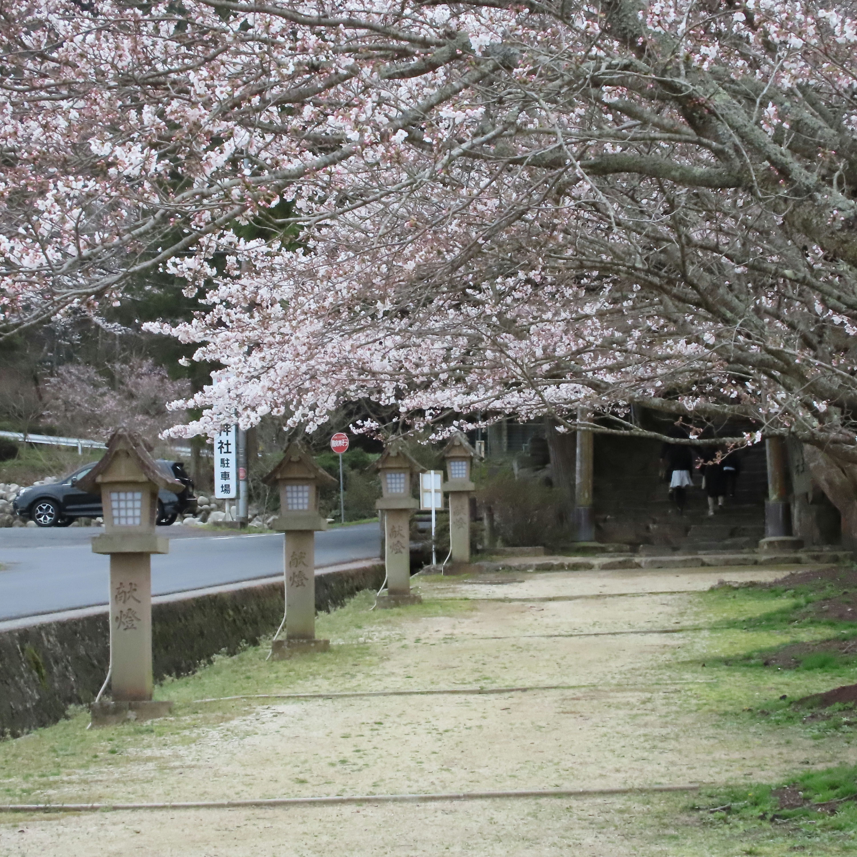 桜巡り（お散歩カメラ 2024-03-31） [text.Baldanders.info]